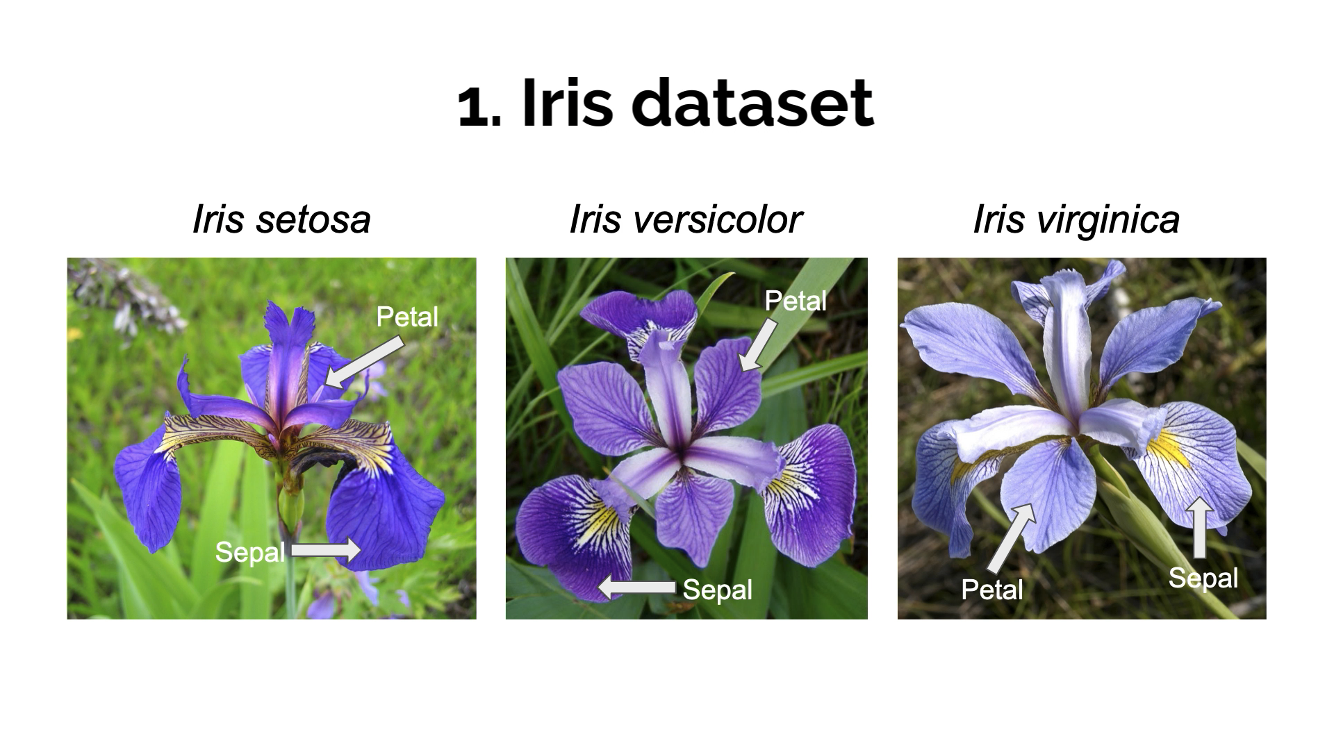 Cuatro DATASETS y PROYECTOS para iniciar tu camino en la Ciencia de Datos - Datademia